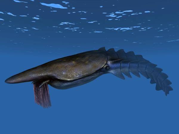 How Plankton Created a Bizarre Giant of the Seas | Video | RealClearScience