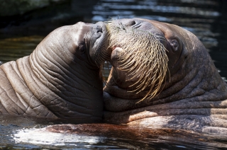 Three New Species of Extinct Walruses Found in California ...