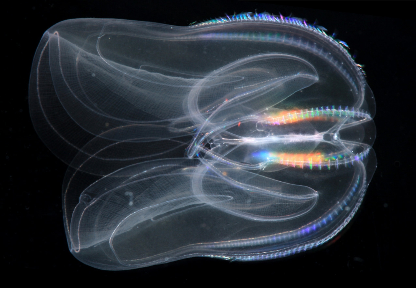 Is Our Most Distant Animal Relative a Sponge or a Comb Jelly ...