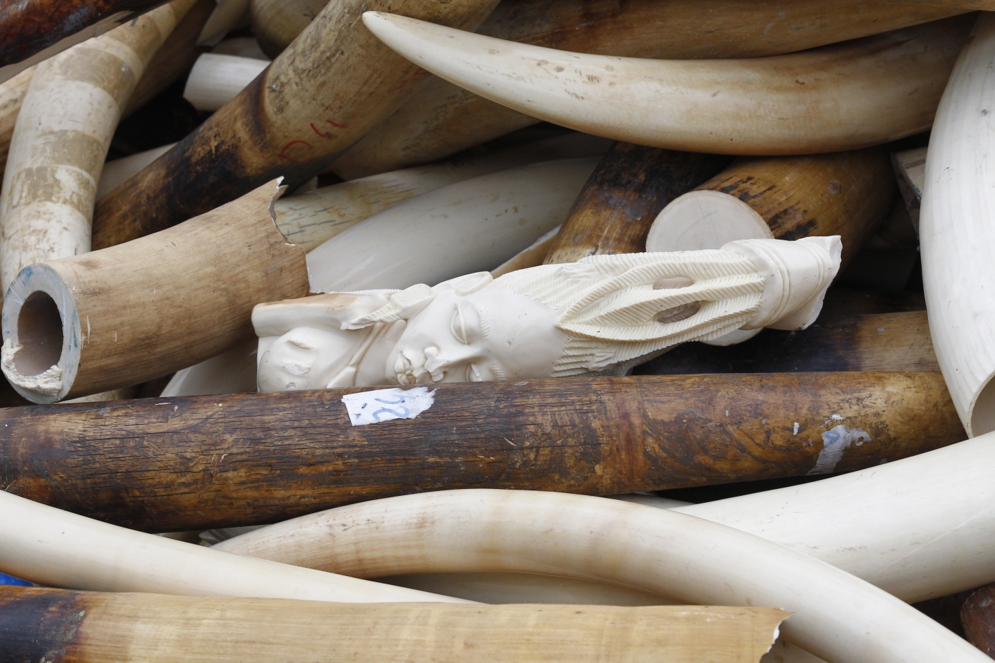 3D-Printed Material to Replace Ivory | RealClearScience