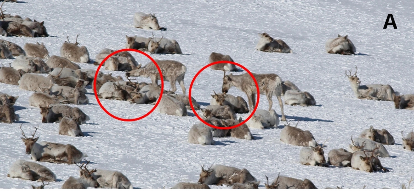 Curious Case of Reindeer Cannibalism May Have Led to Deadly Prion ...