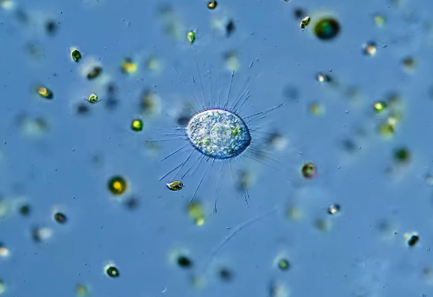 Single-Celled Organisms Exhibit a Simple Form of Learning ...