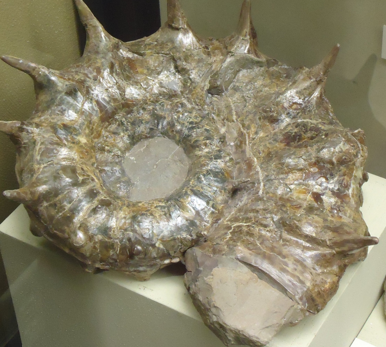 Where Have All the Ammonites Gone? | RealClearScience