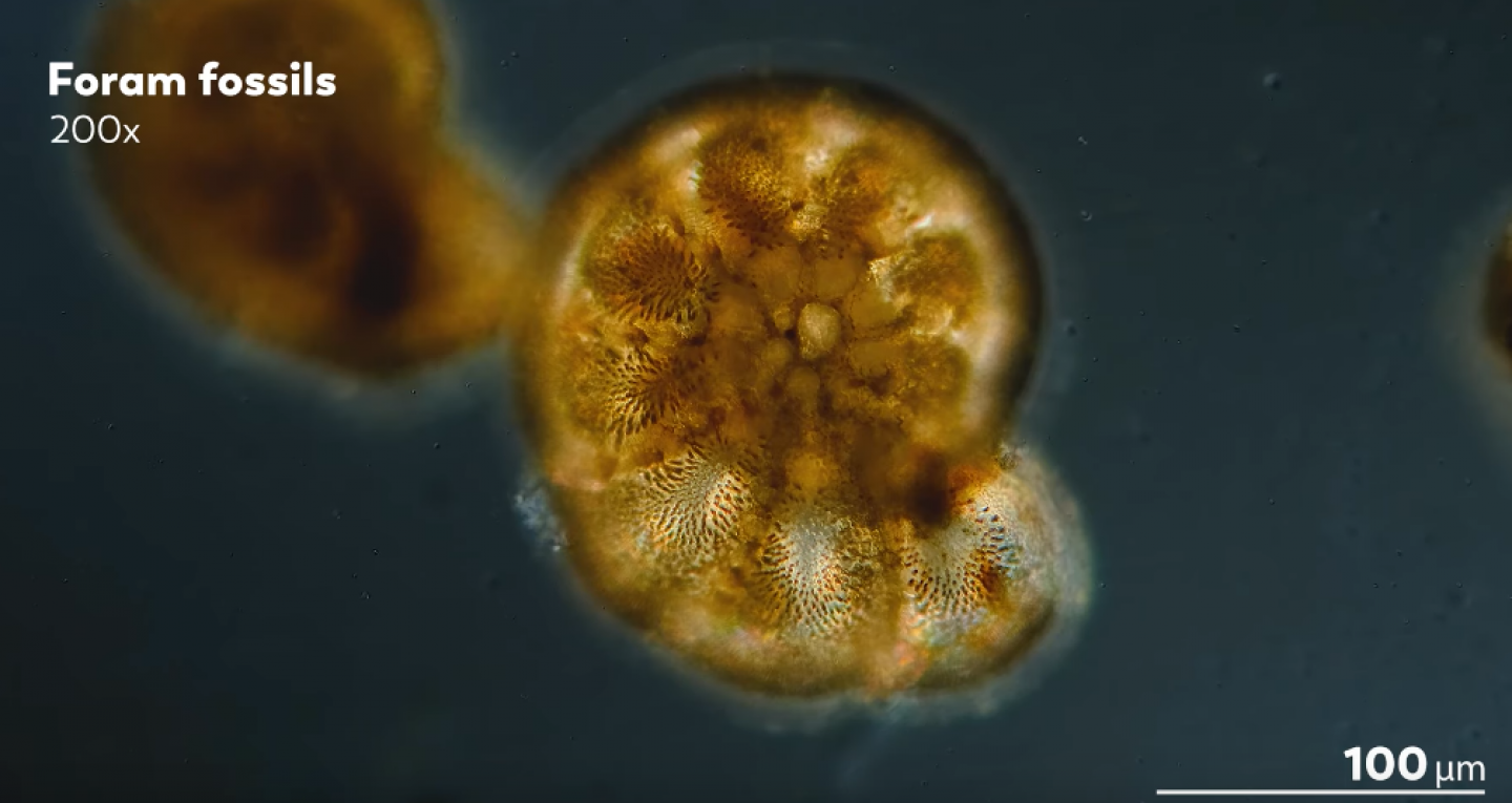 Foraminifera: Their Fossilized Remains Are Everywhere | RealClearScience