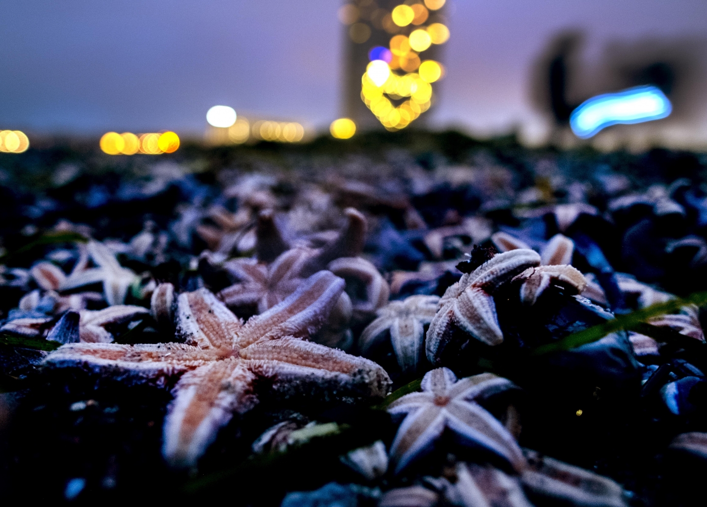 Are We More Closely Related to Sea Stars or Insects? | RealClearScience