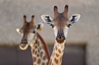 Scientists Report First Instances of Dwarf Giraffes | RealClearScience