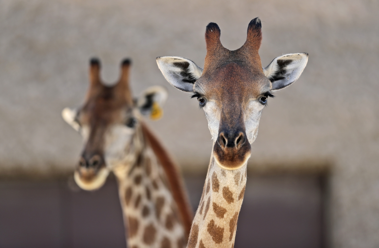 Scientists Report First Instances of Dwarf Giraffes | RealClearScience