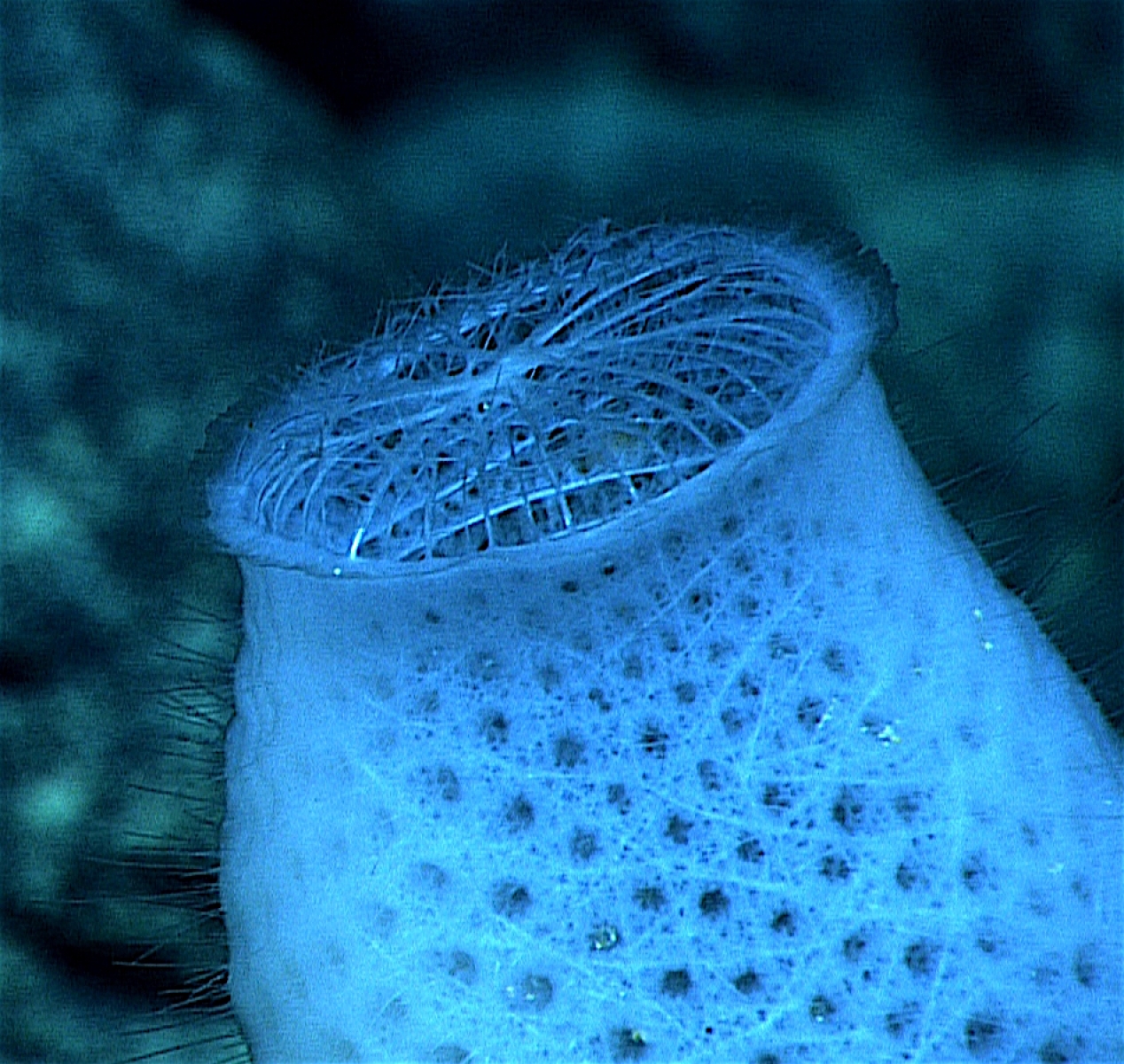 The Curious Strength of a Sea Sponge's Glass Skeleton | RealClearScience