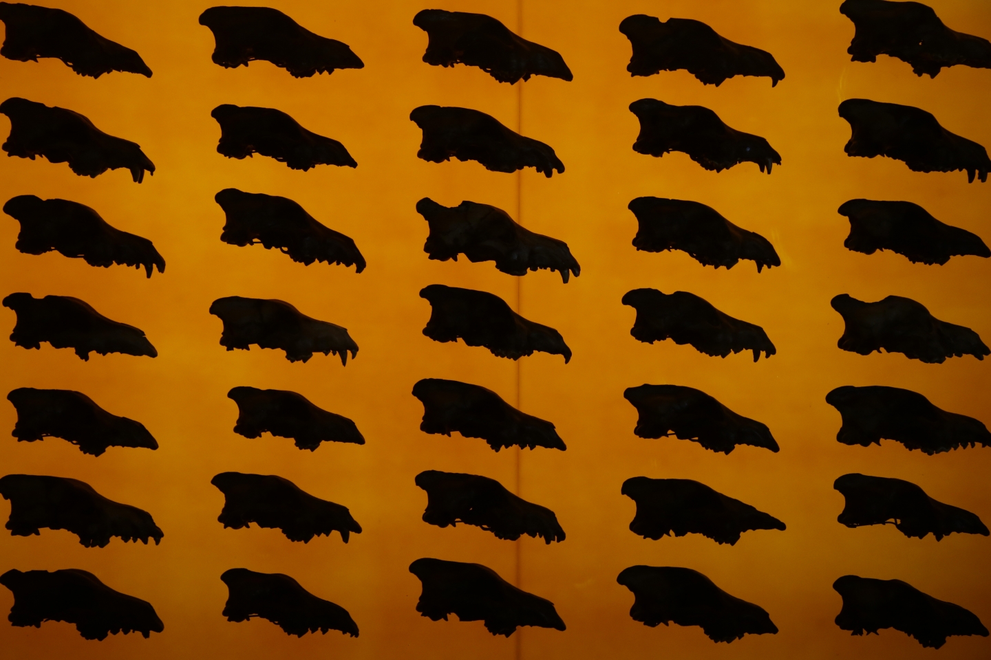 Dire Wolves Were Real! But Not Wolves | RealClearScience