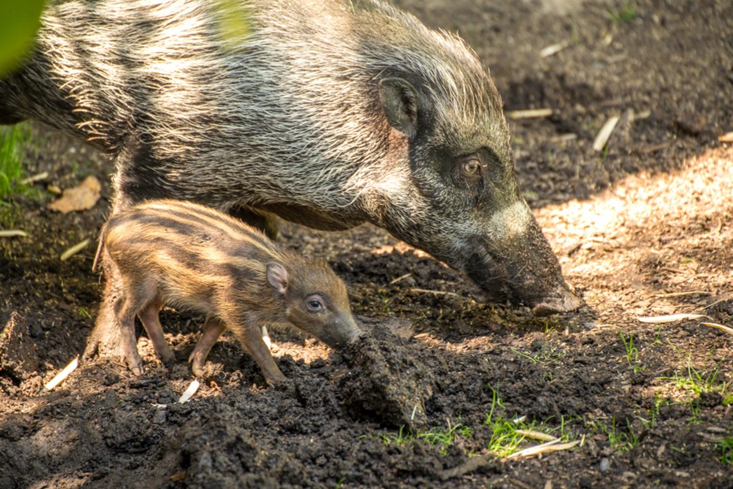 Oldest Known Cave Painting of Animals Discovered | RealClearScience