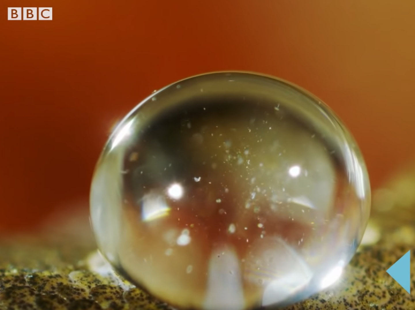 Watch: The Pygmy Gecko Is Completely Waterproof | RealClearScience