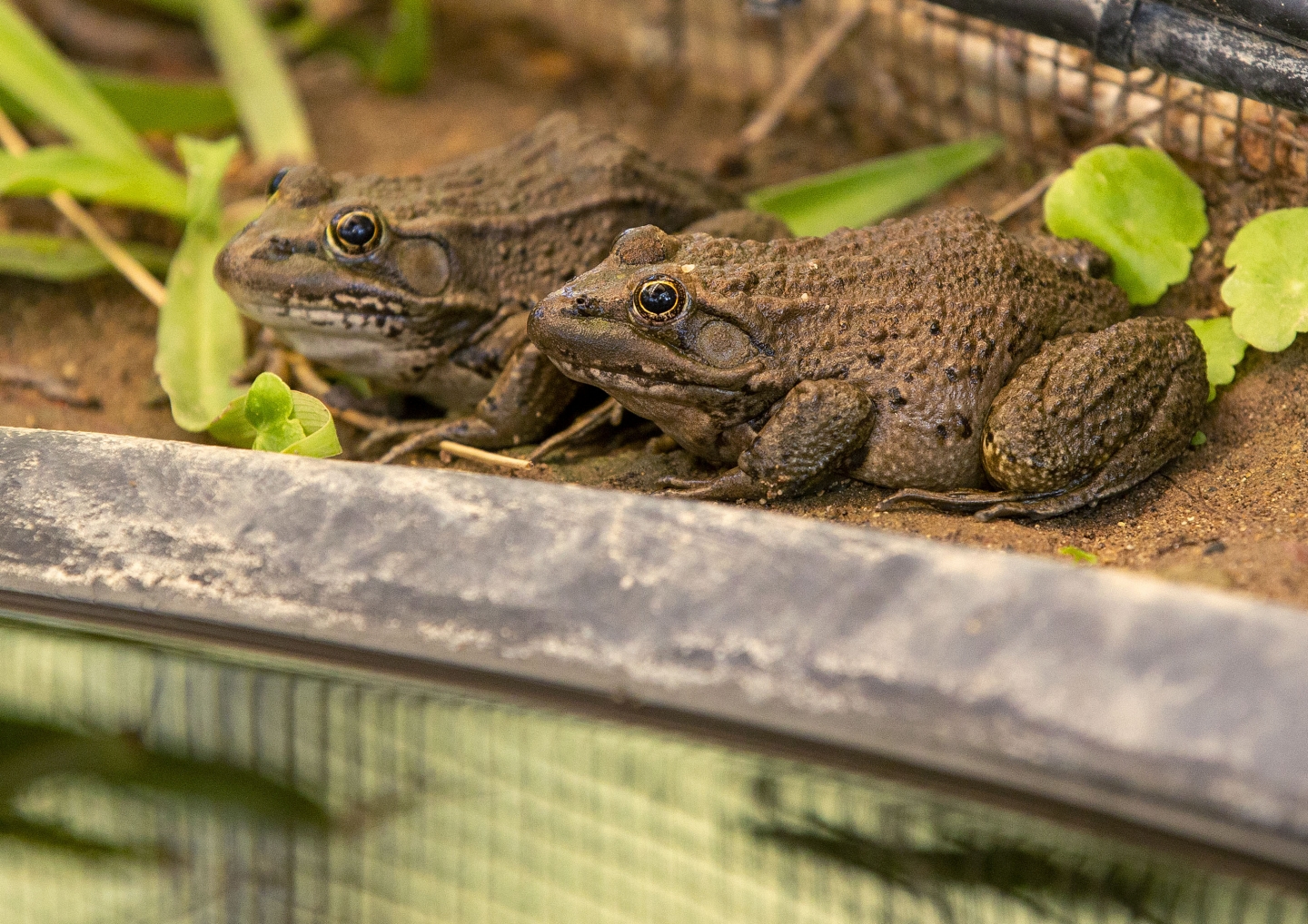 How "Cold-Blooded" Animals Survive the Cold | RealClearScience
