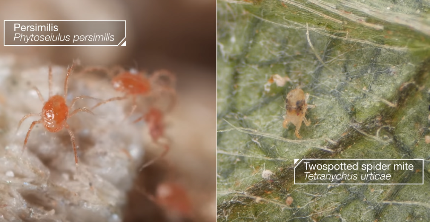 Mites Battle Mites in Strawberry Fields | RealClearScience