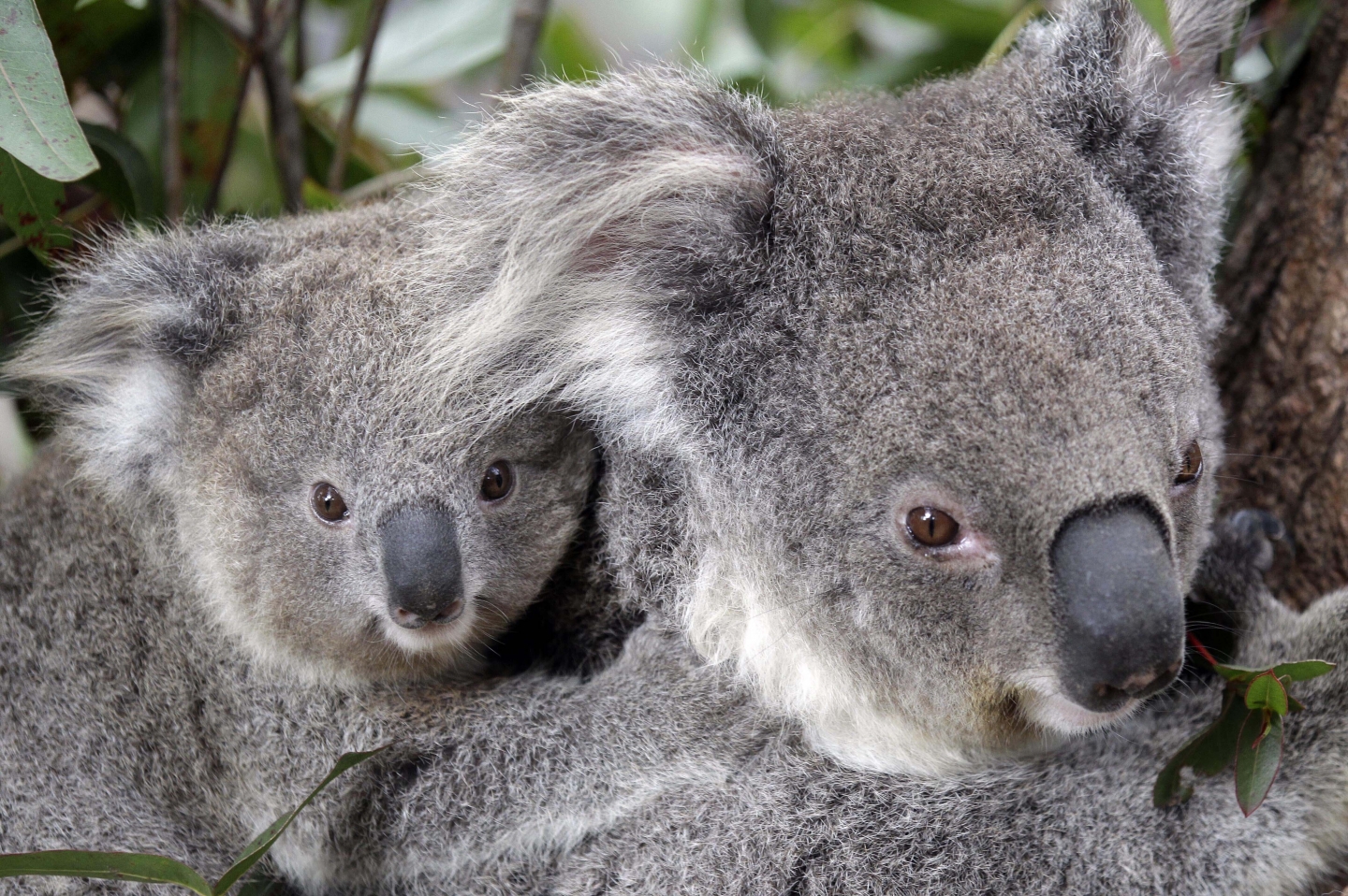 The Most Amazing Fact About Koalas | RealClearScience