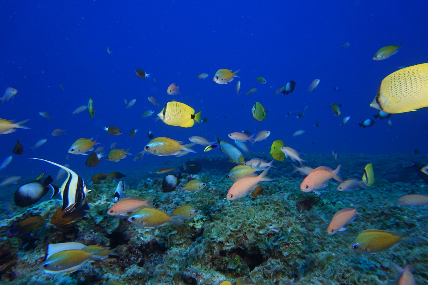 Time to Measure the Abundance of Ocean Life | RealClearScience