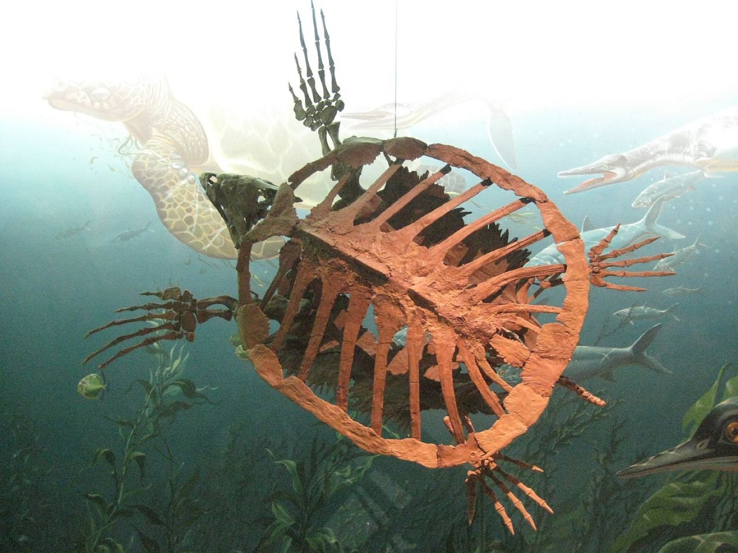 The Return of Giant Skin-Shell Sea Turtles | RealClearScience