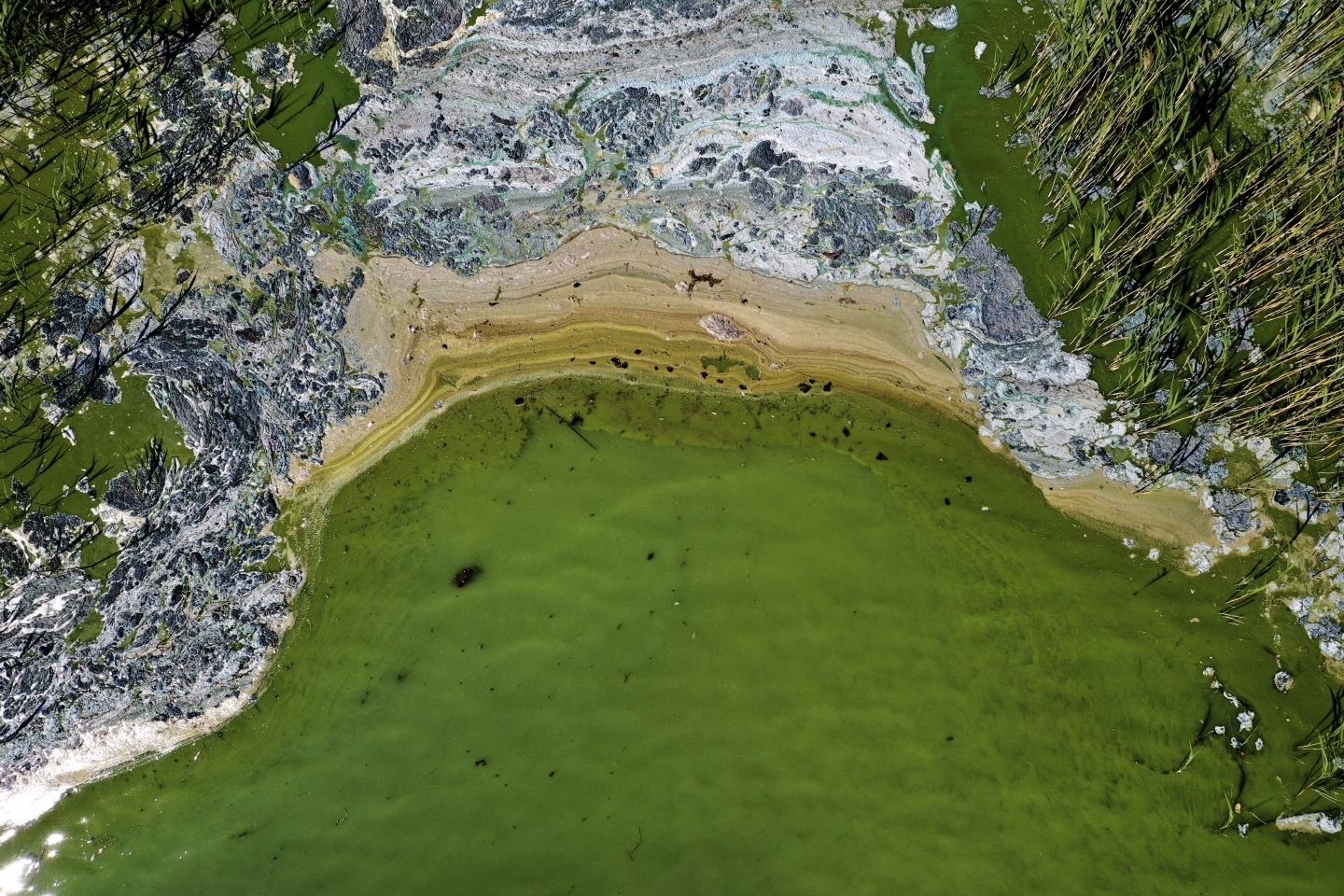 Can Algae Fuel Our Cars? | RealClearScience