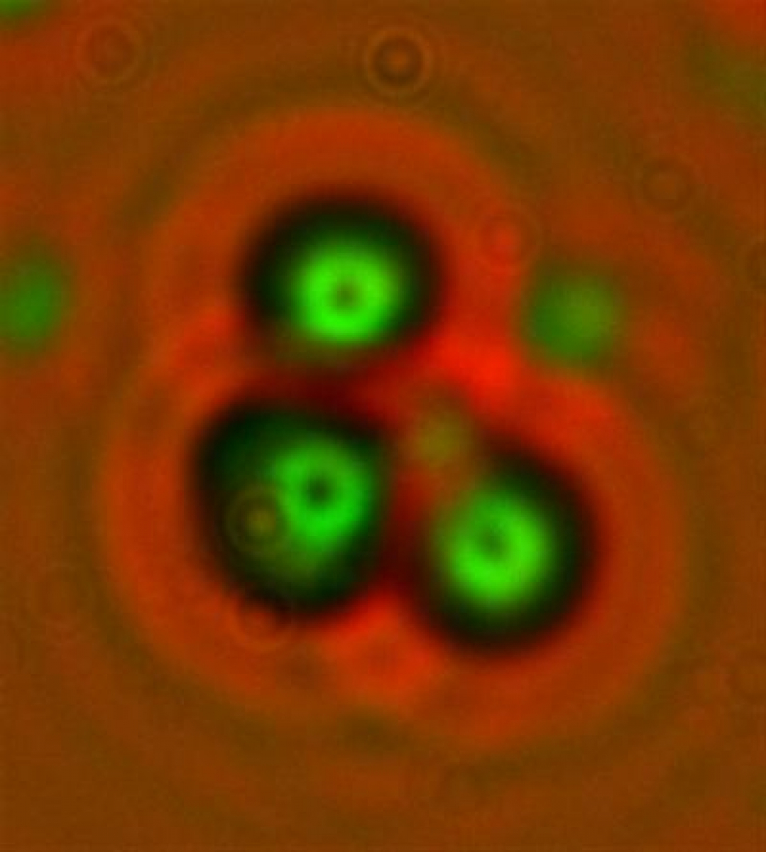 Cold Fusion Is Back. Good. | RealClearScience