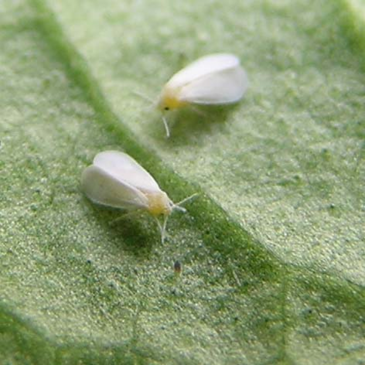 First Known Gene Transfer From Plant to Insect | RealClearScience
