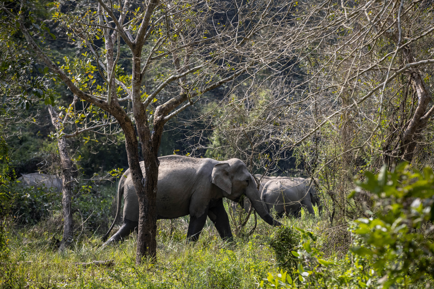 African Elephants Getting Closer to Brink of Extinction | RealClearScience