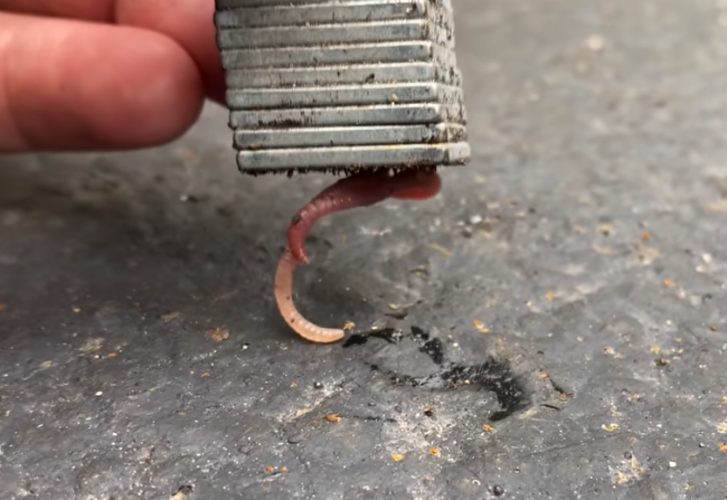 The Mystery of Magnetic Earthworms | RealClearScience