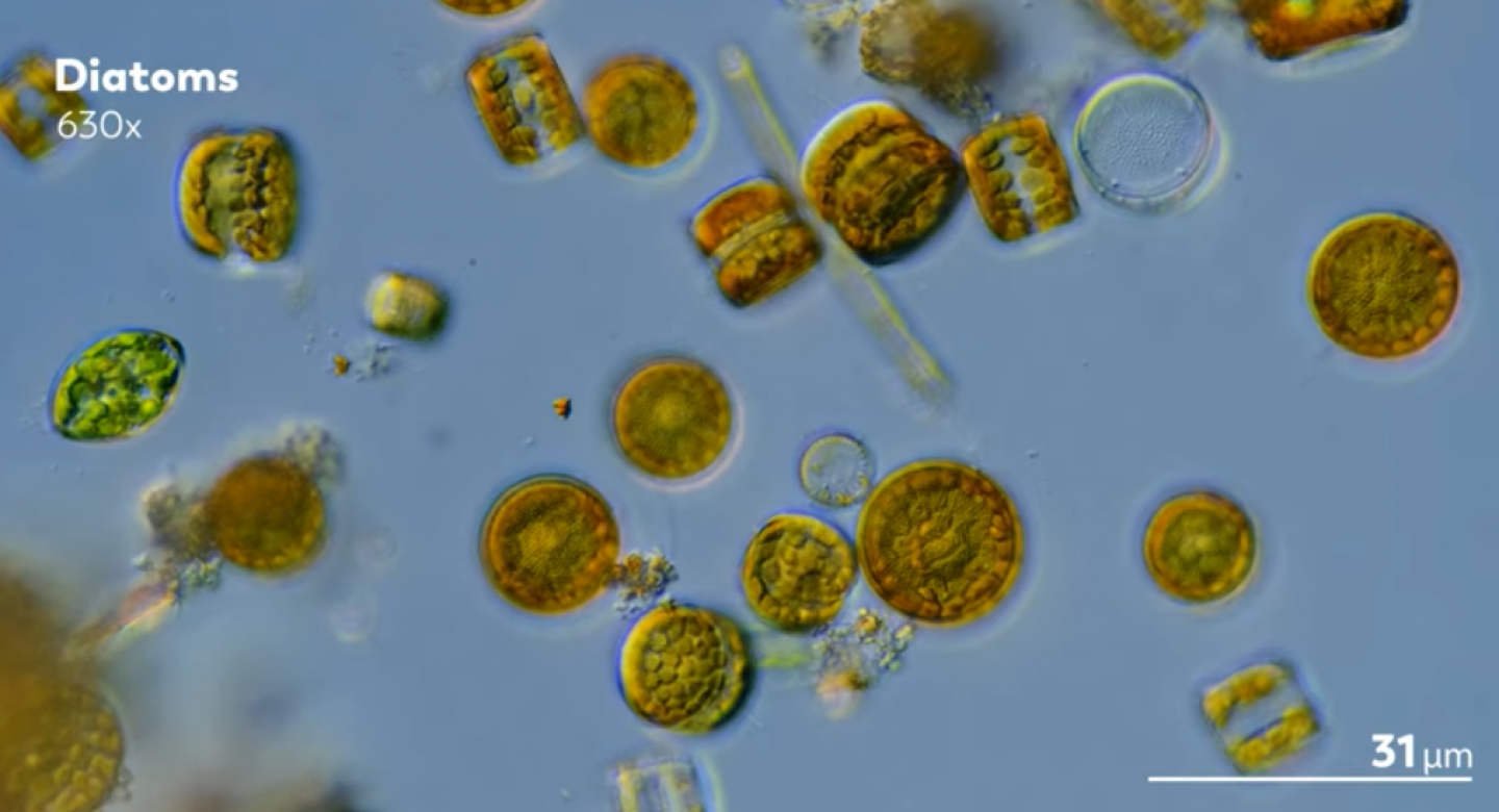 How Diatoms Build Their Beautiful Shells | RealClearScience