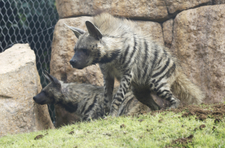 Ancient Hyenas Hunted in the Arctic Millions of Years Ago ...