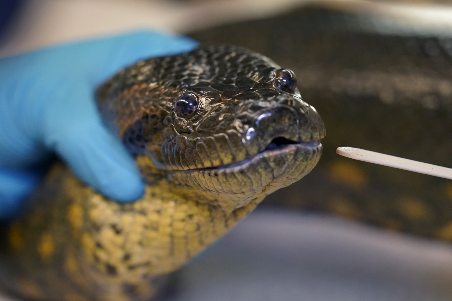 Do Snakes Have Ears RealClearScience