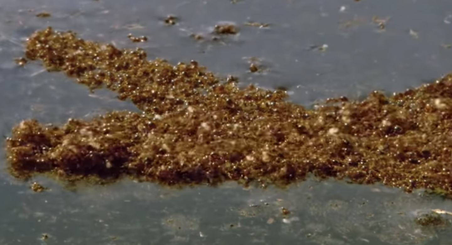 Watch: Ants' Ingenious Survival Method During a Flood | RealClearScience