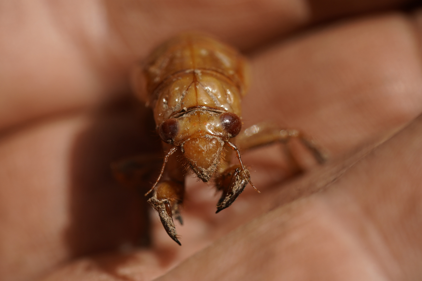 If We Want to Save the Planet, the Future of Food Is Insects ...