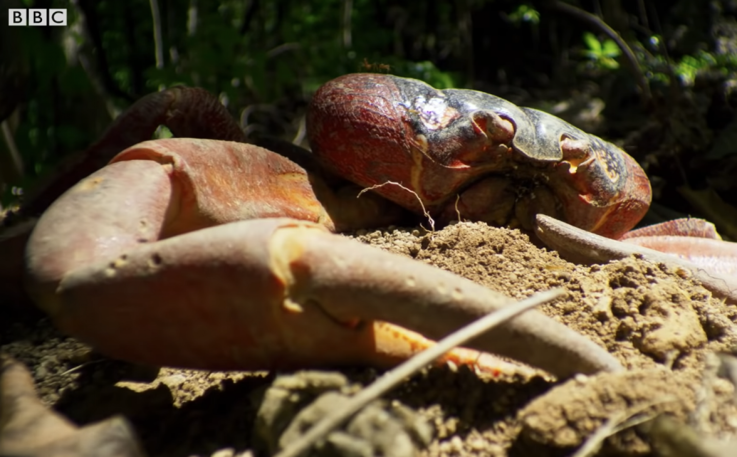 Watch: Yellow Crazy Ants Kill Red Crab | RealClearScience