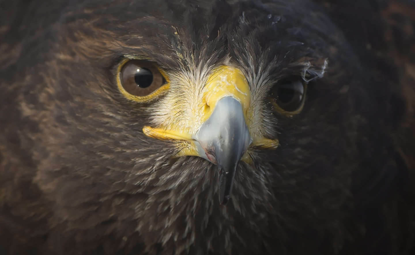 Dinosaurs Evolved Flight at Least Three Times | RealClearScience