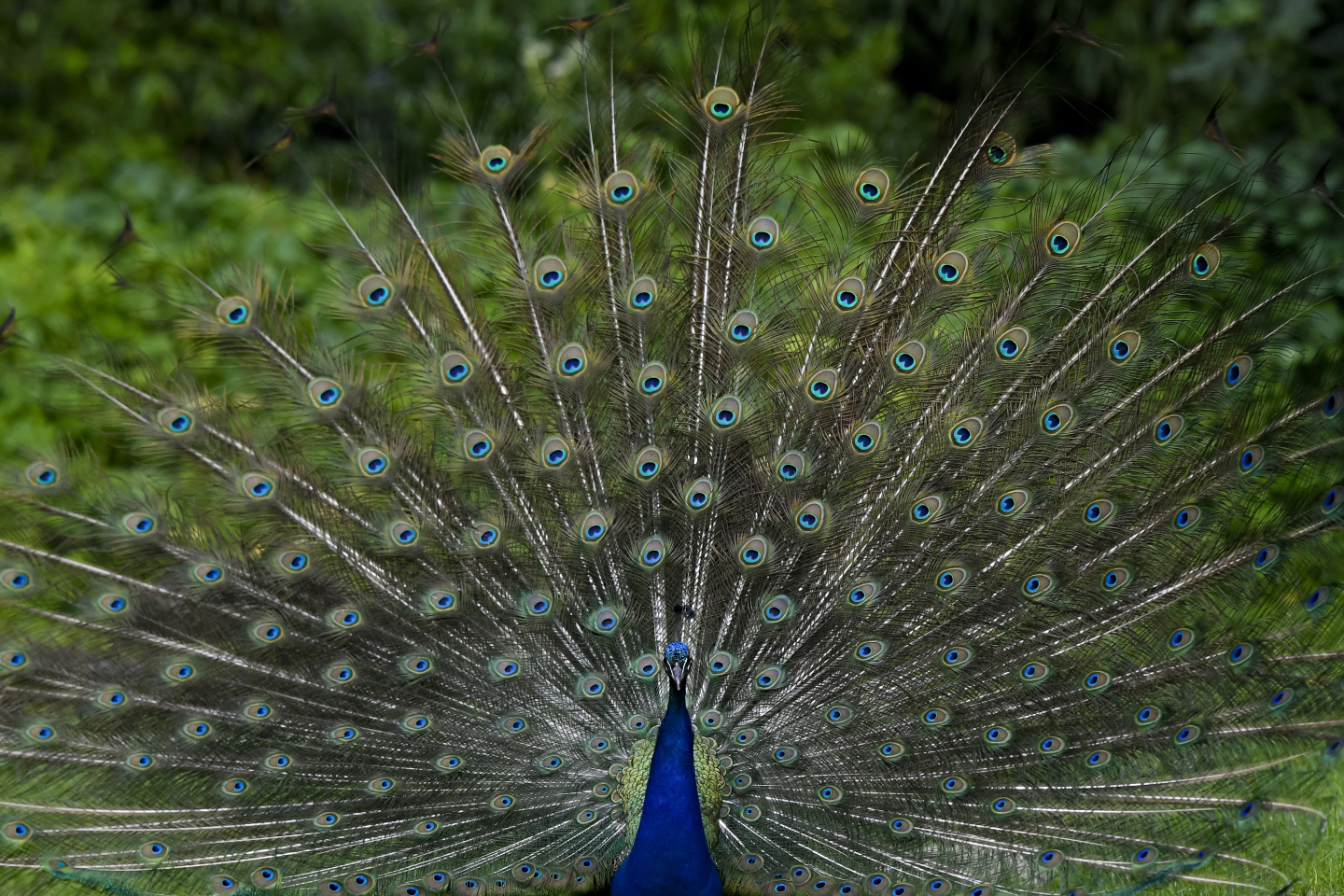 Darwin May Have Got Sexual Selection Backwards Realclearscience 0918