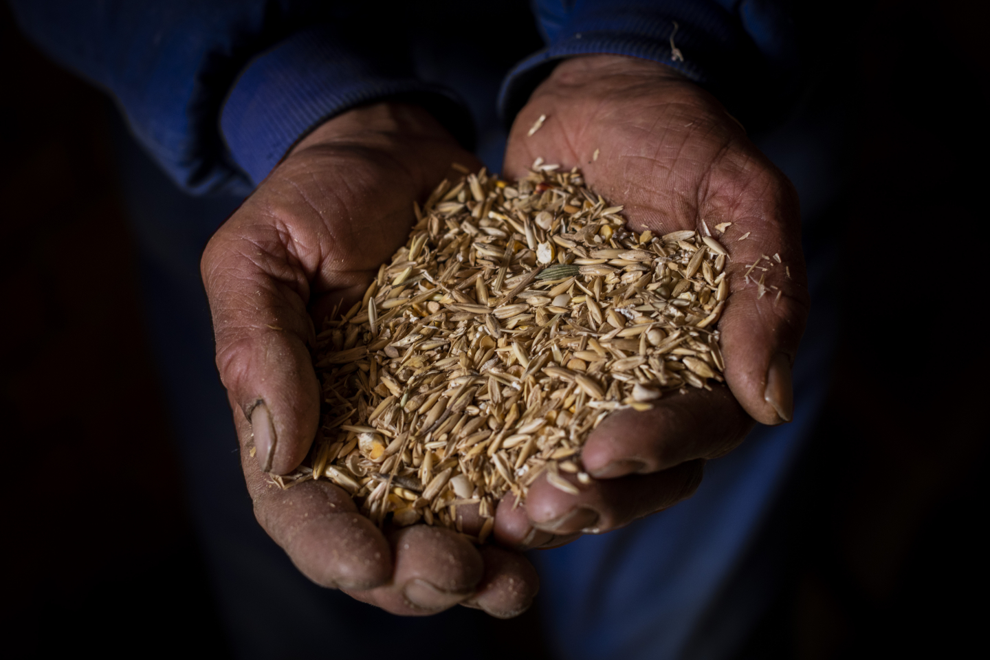 How Ancient People Fell in Love With Carbs | RealClearScience