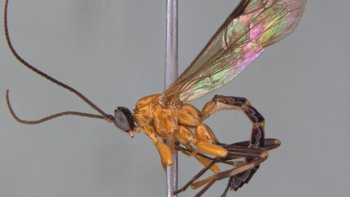 New Wasp Discovered in Amazonia Is Like a Flying Jewel | RealClearScience