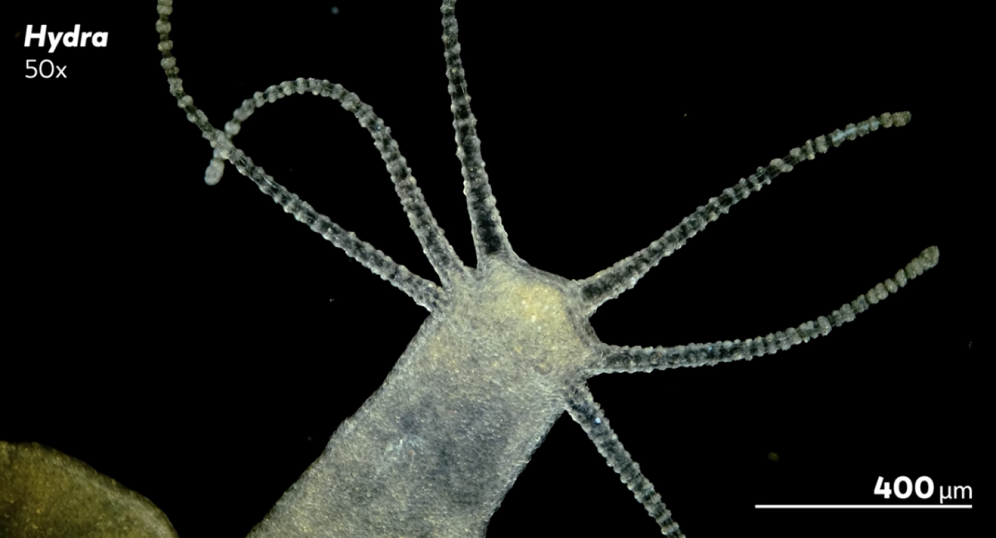 The Beautiful, Brutal Tentacles of Hydra | RealClearScience