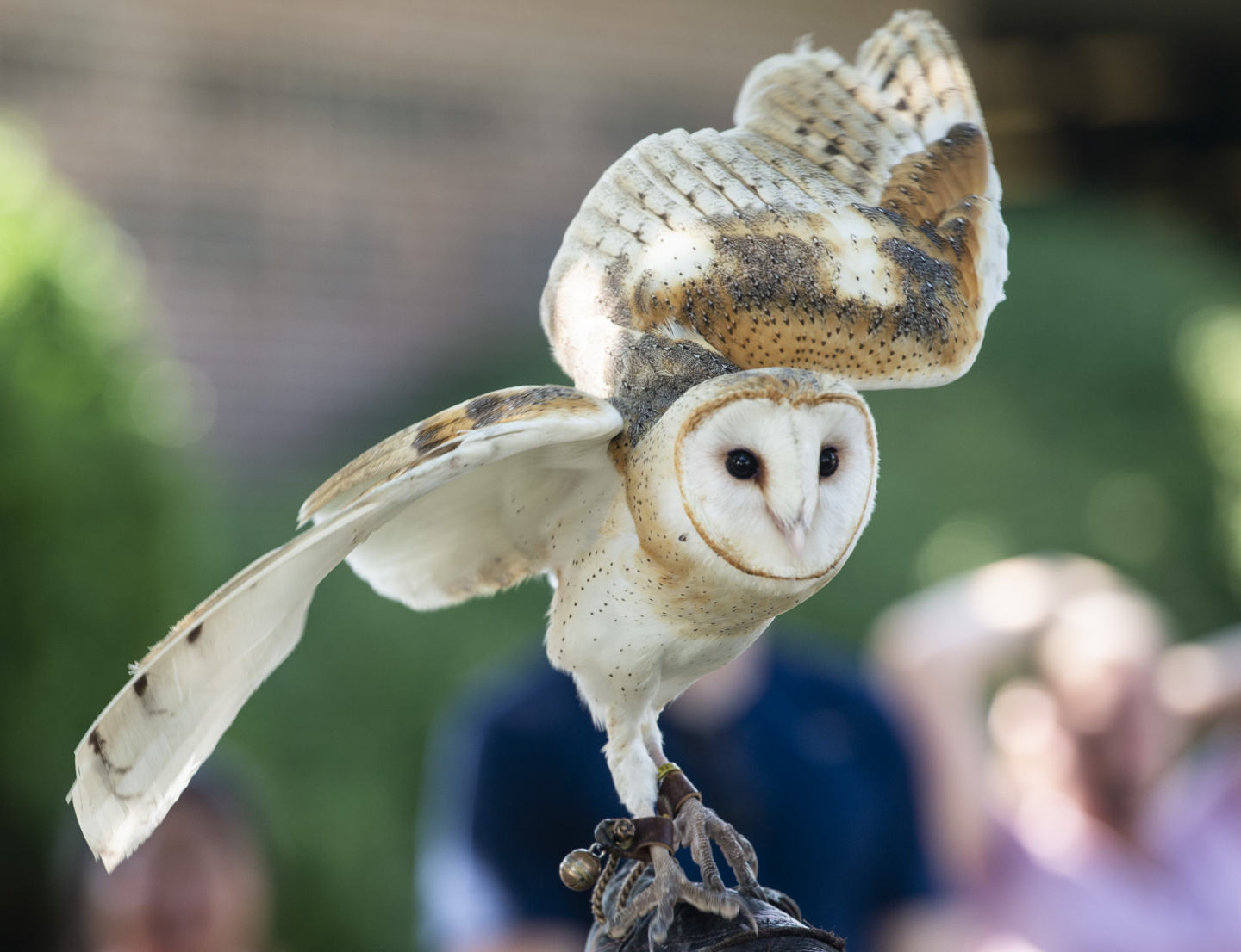 Proving Textbooks Wrong on Birds' Sense of Smell | RealClearScience