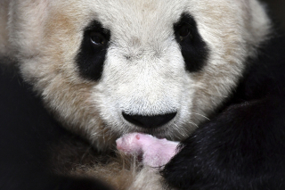 Mystery of Giant Pandas' Strange Teeth Solved | RealClearScience