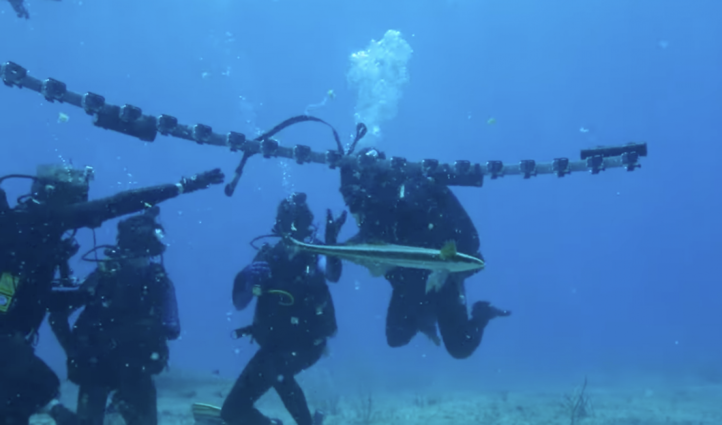 Do Sharks Attack GoPros? | RealClearScience