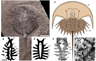 A Look Inside a 310-Million-Year-Old Nervous System | RealClearScience