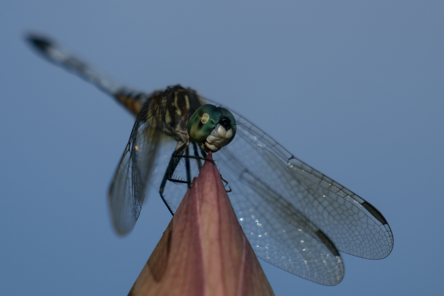 Fast, Efficient Neural Networks Copy Dragonfly Brains | RealClearScience