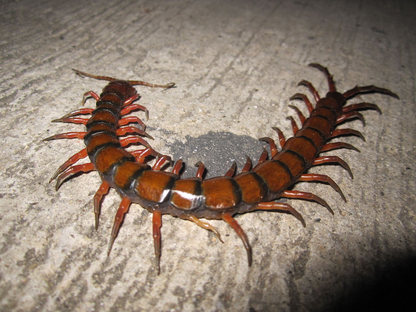 The Importance of Giant, Bird-Eating Centipedes | RealClearScience