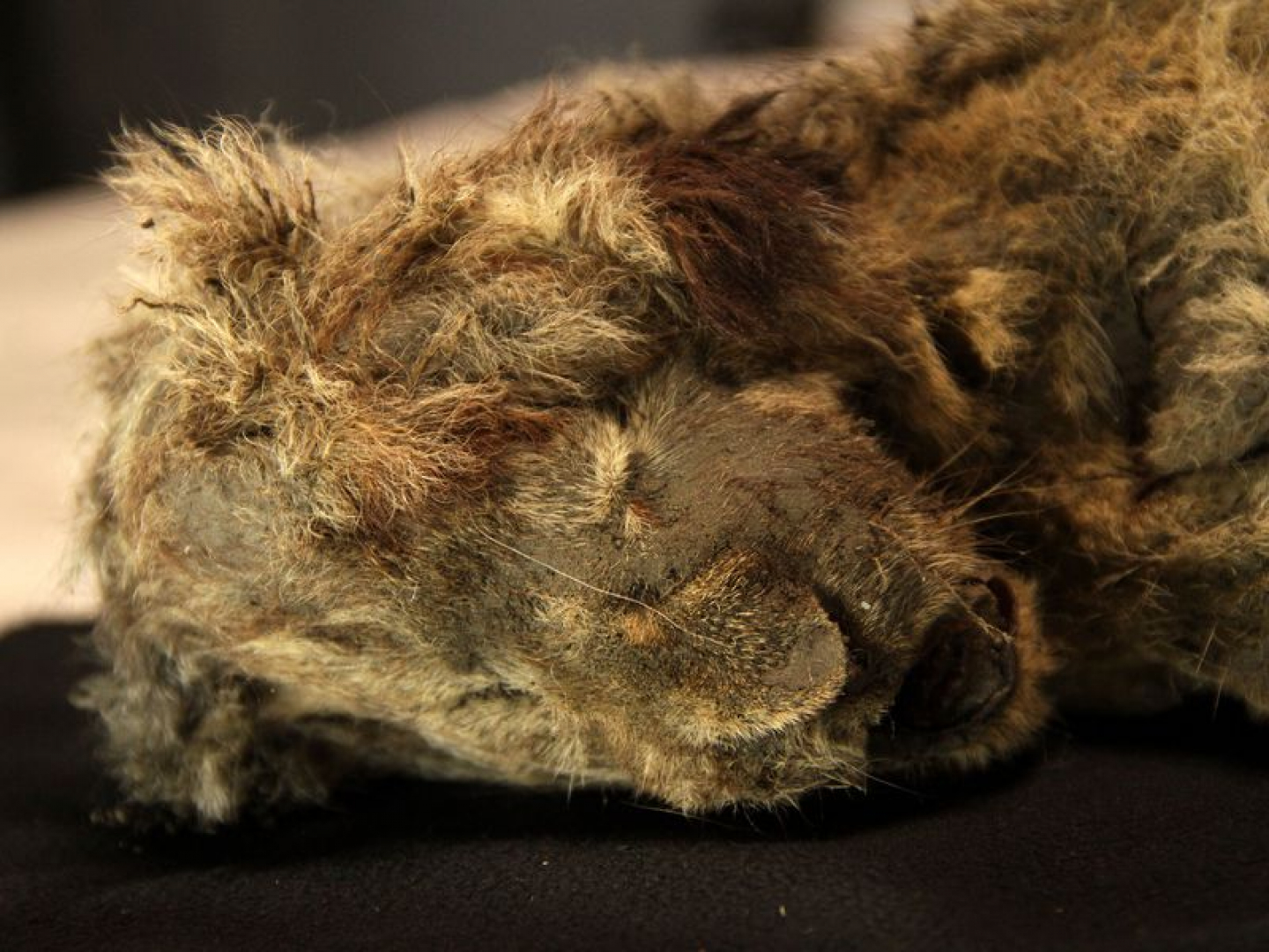 Near-Perfect Cave Lion Cub Corpse Found in Permafrost | RealClearScience
