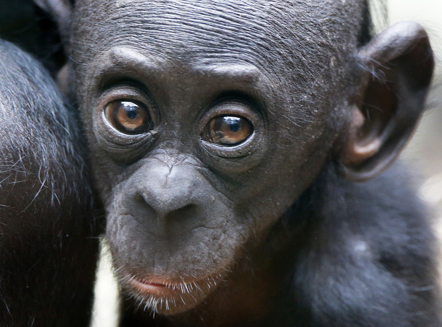 Bonobos Appear to Say 'Hello' and 'Goodbye' to Each Other ...