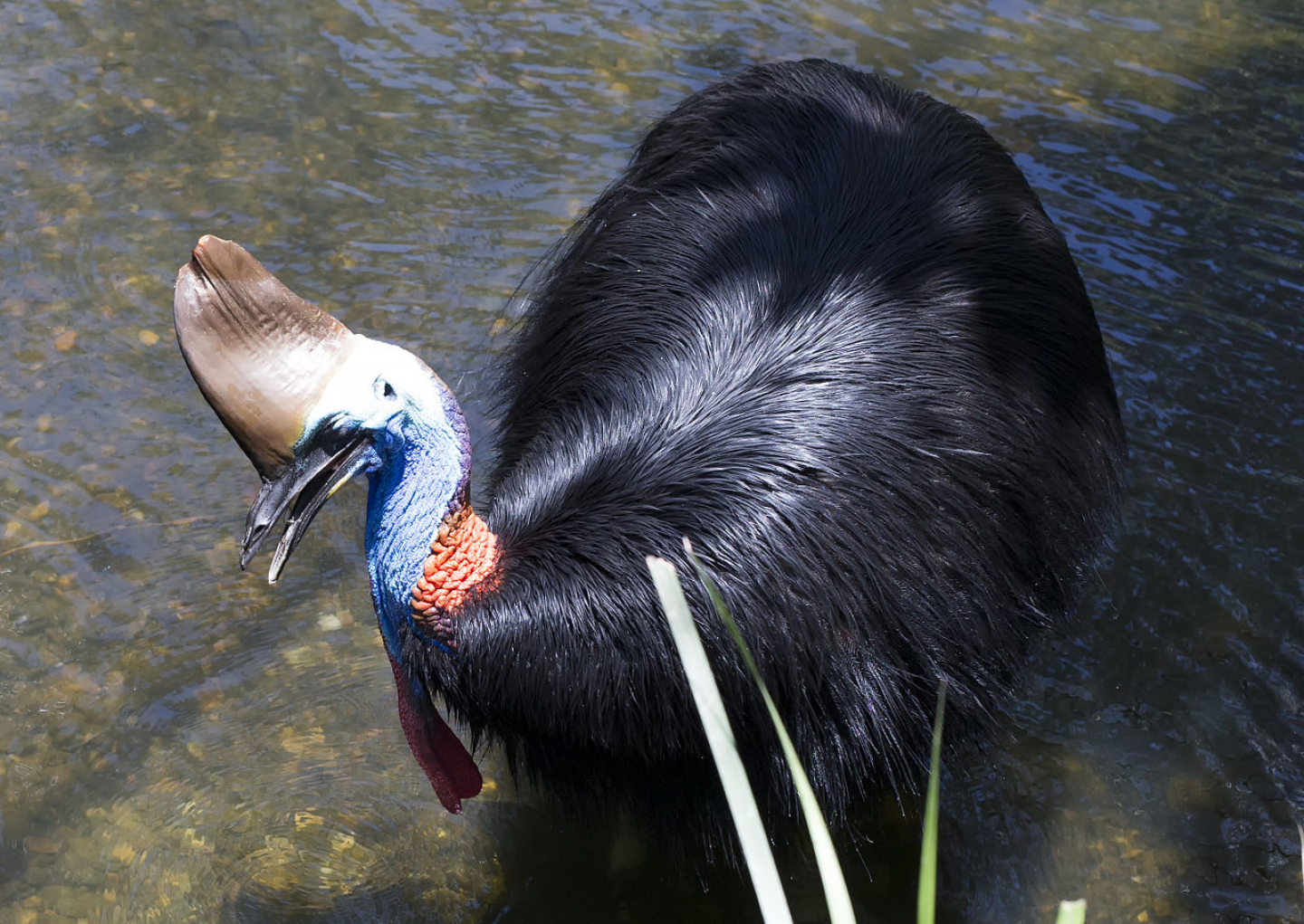 Humans Tried to Domesticate World’s Deadliest Bird | RealClearScience
