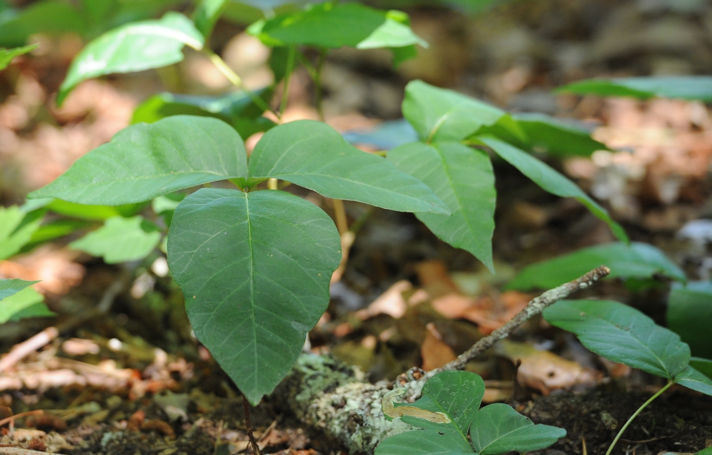 The Most Common Allergy in the World | RealClearScience