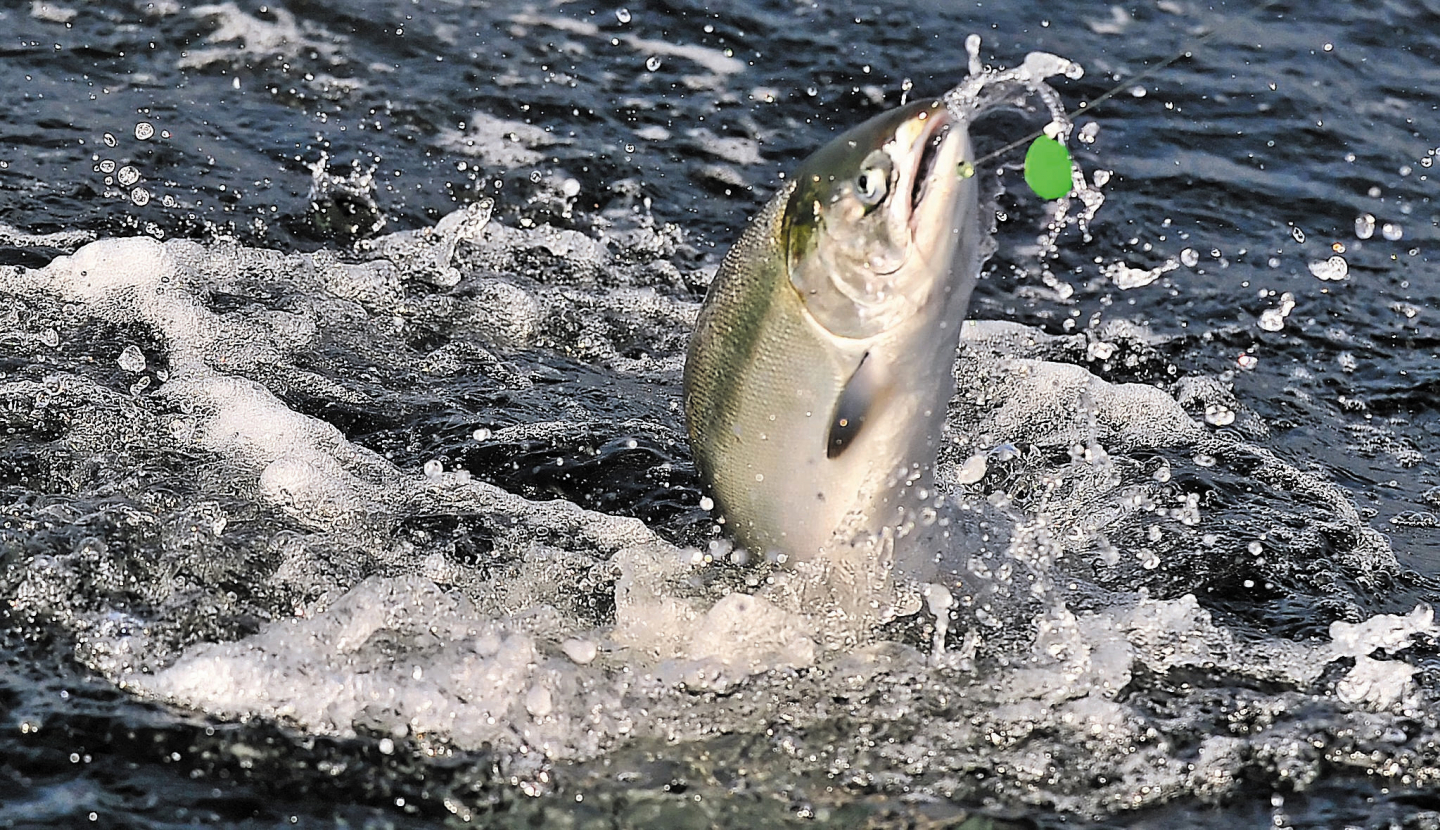 Ancient Salmon DNA Reveals Secret to Sustainable Fishing | RealClearScience