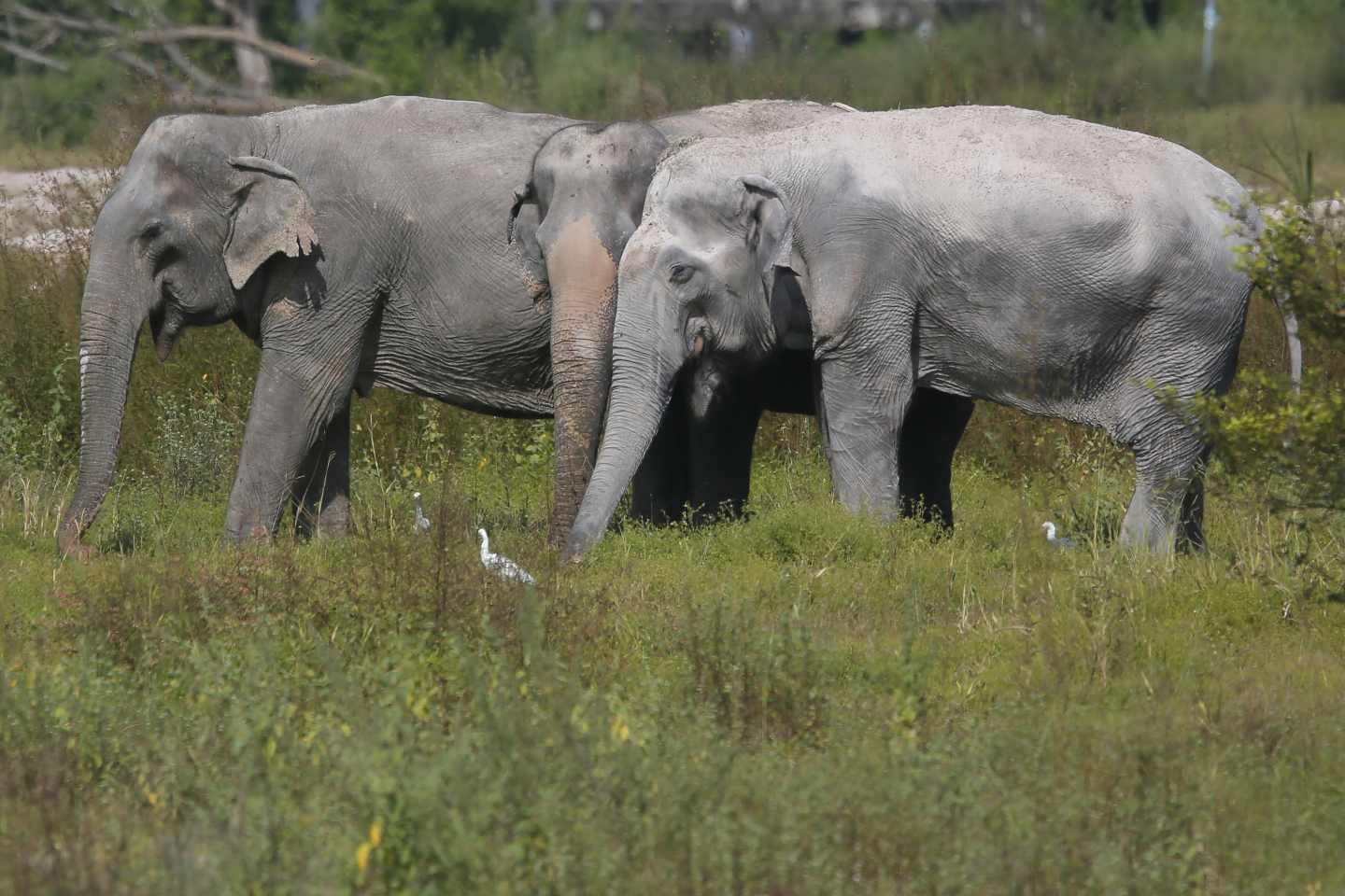 Scientists Complete Database of Animal Cancer Rates | RealClearScience
