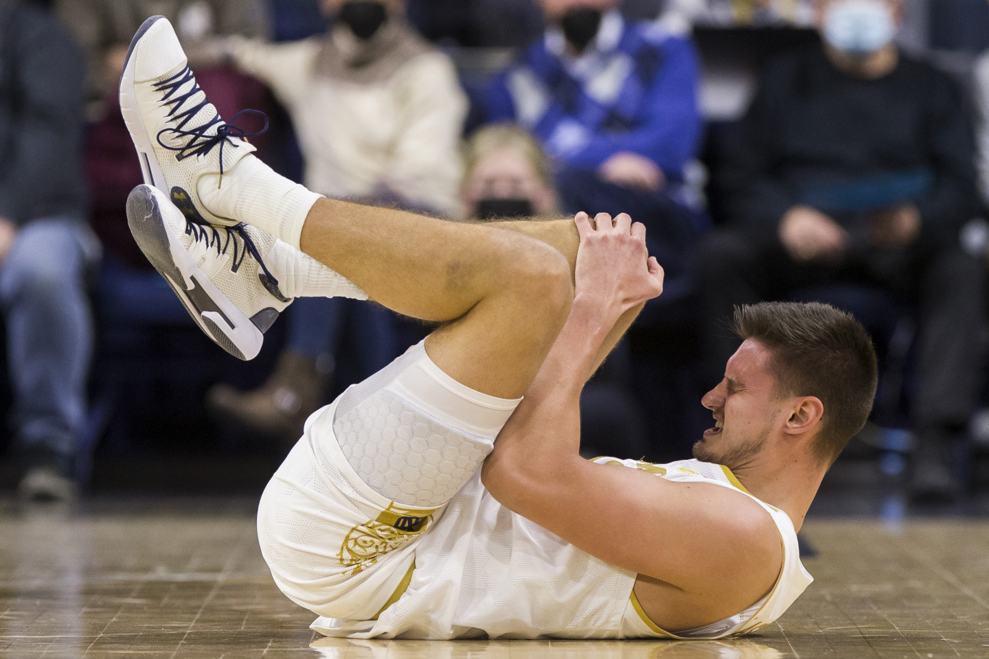 Bioengineers Successfully Regrow Cartilage in a Rabbit's Knee ...