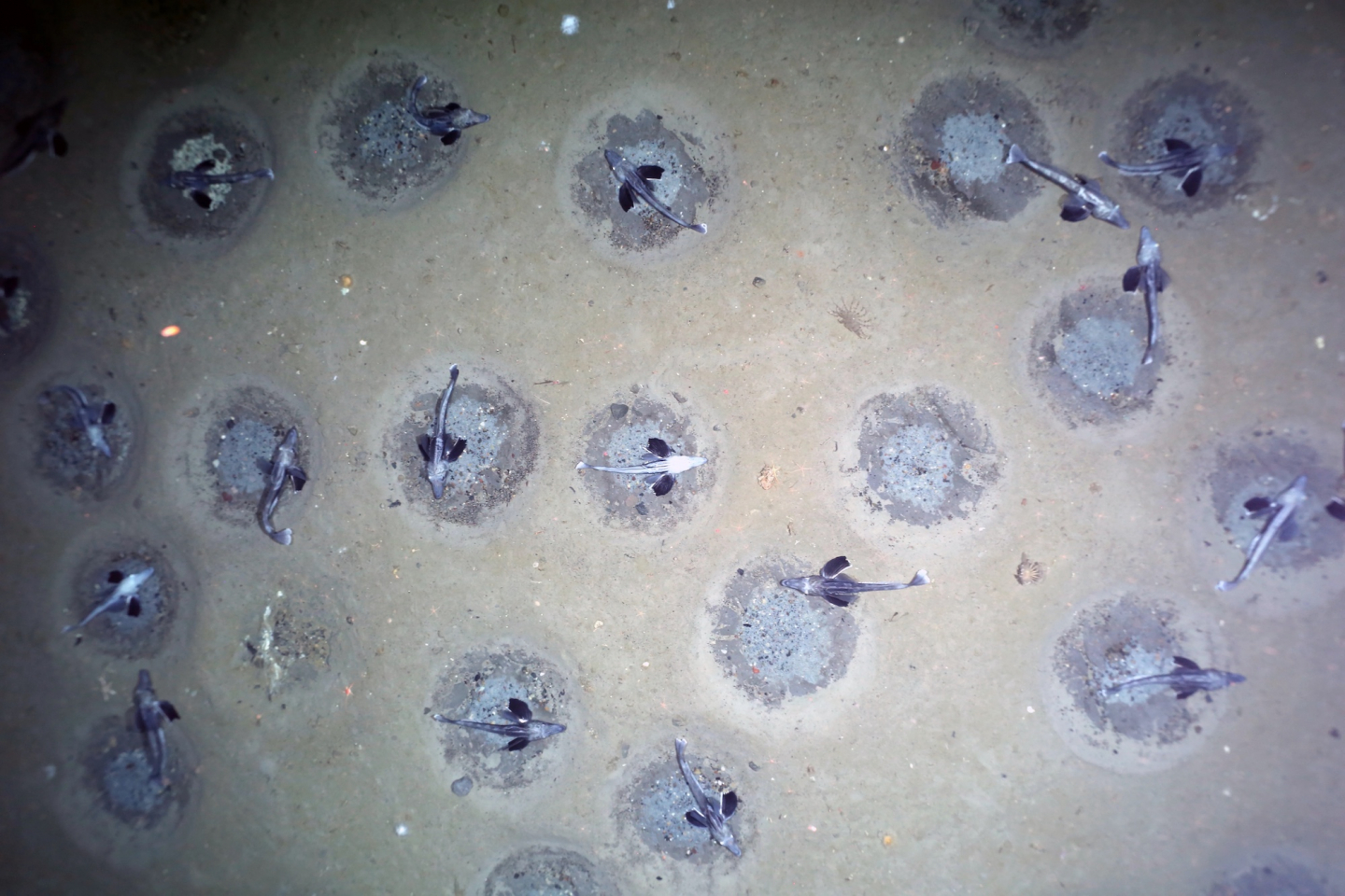 Shockingly Large Fish Breeding Ground Discovered in Antarctic ...